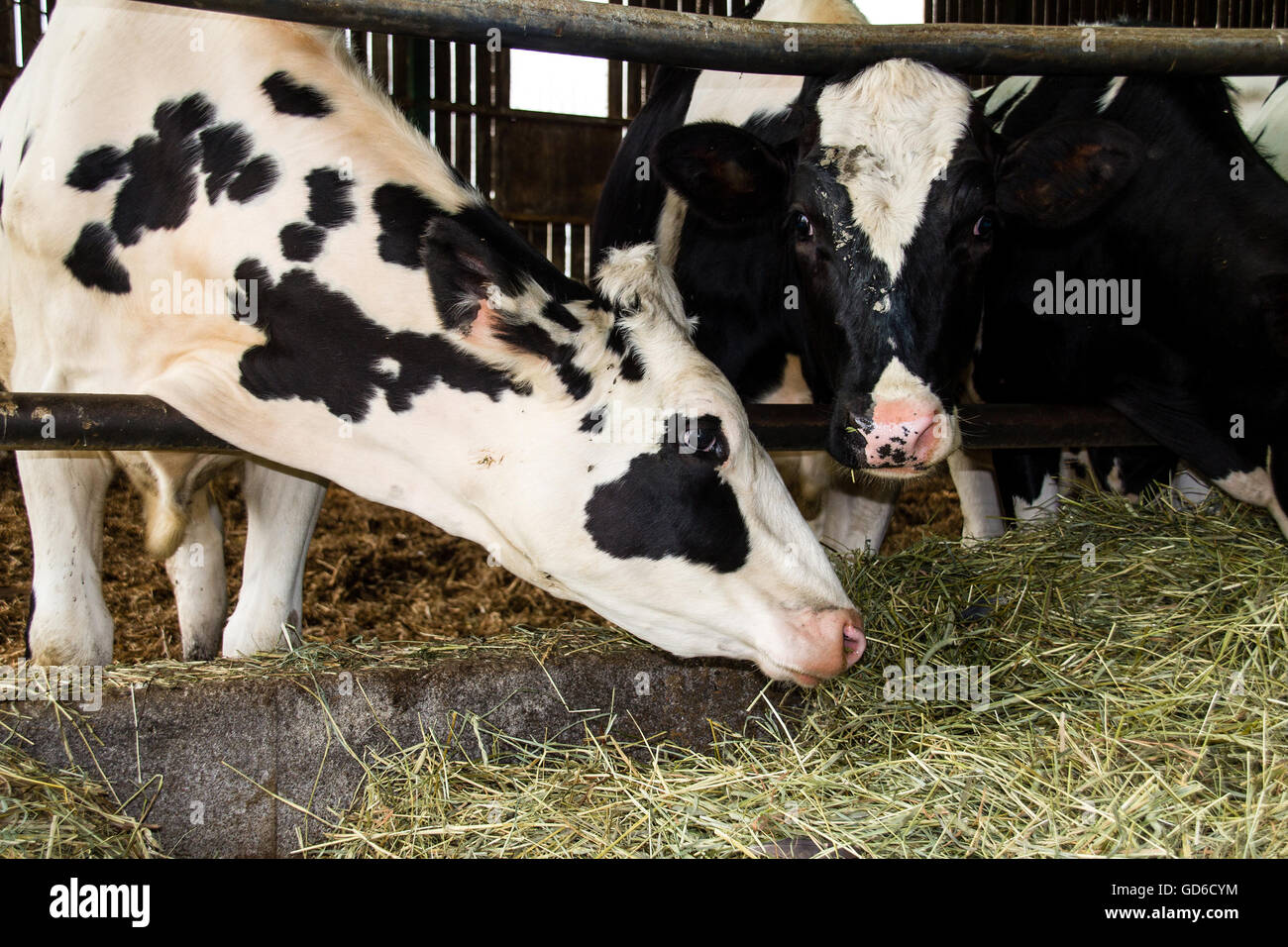 Holstein cattle in barn hi-res stock photography and images - Alamy