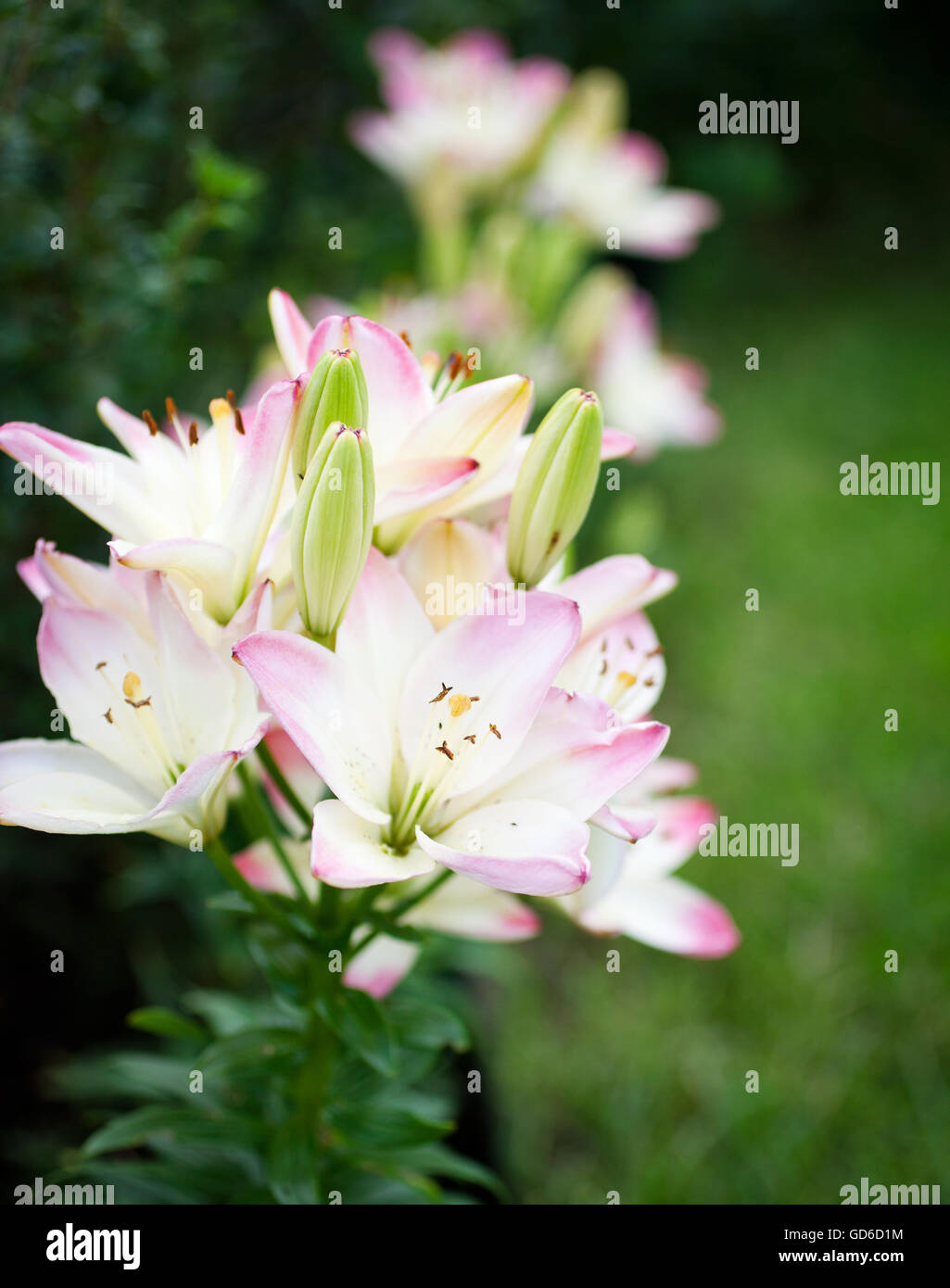 Pretty lilies hi-res stock photography and images - Alamy