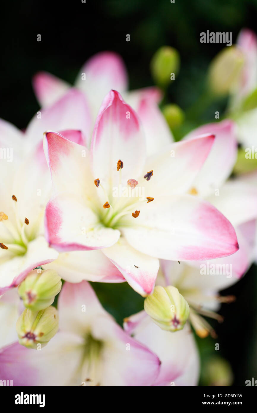 Pretty lilies hi-res stock photography and images - Alamy