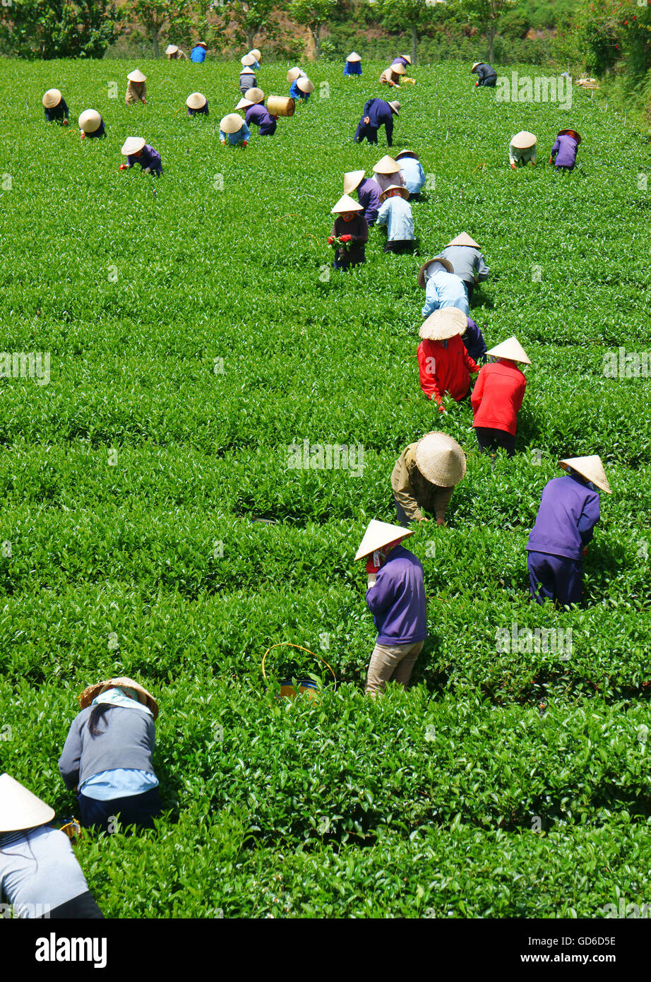 Thai tea picker hi-res stock photography and images - Alamy