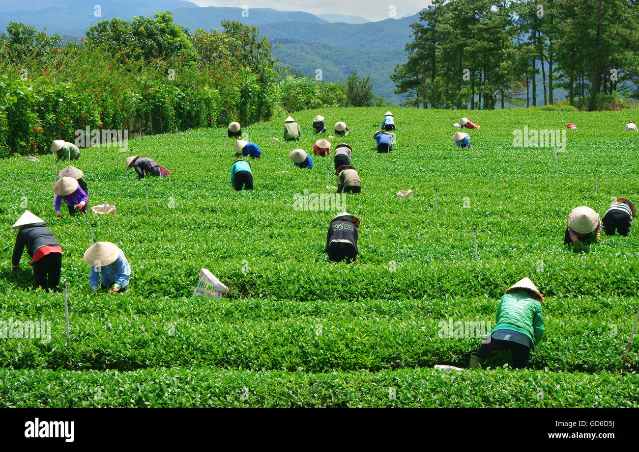 Crowd of tea picker picking tea leaf on plantation Stock Photo - Alamy