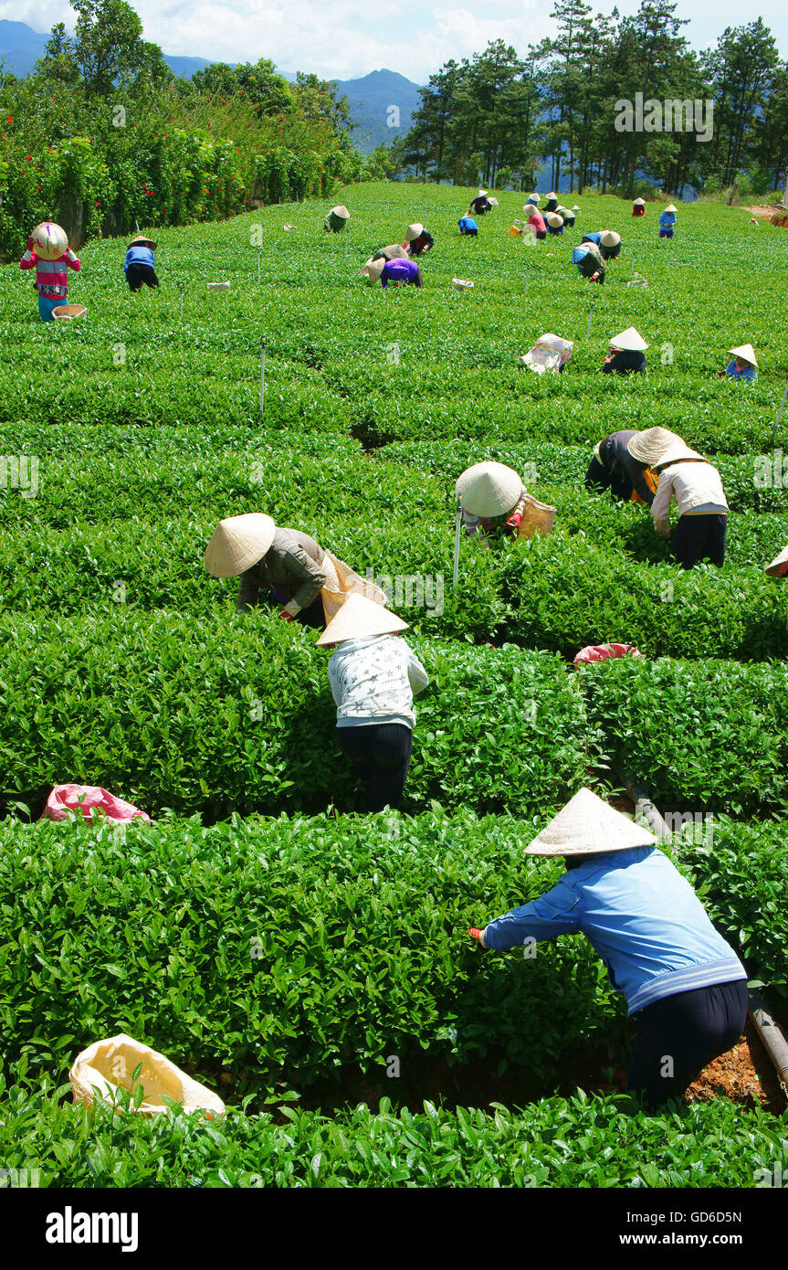 Crowd of tea picker picking tea leaf on plantation Stock Photo - Alamy
