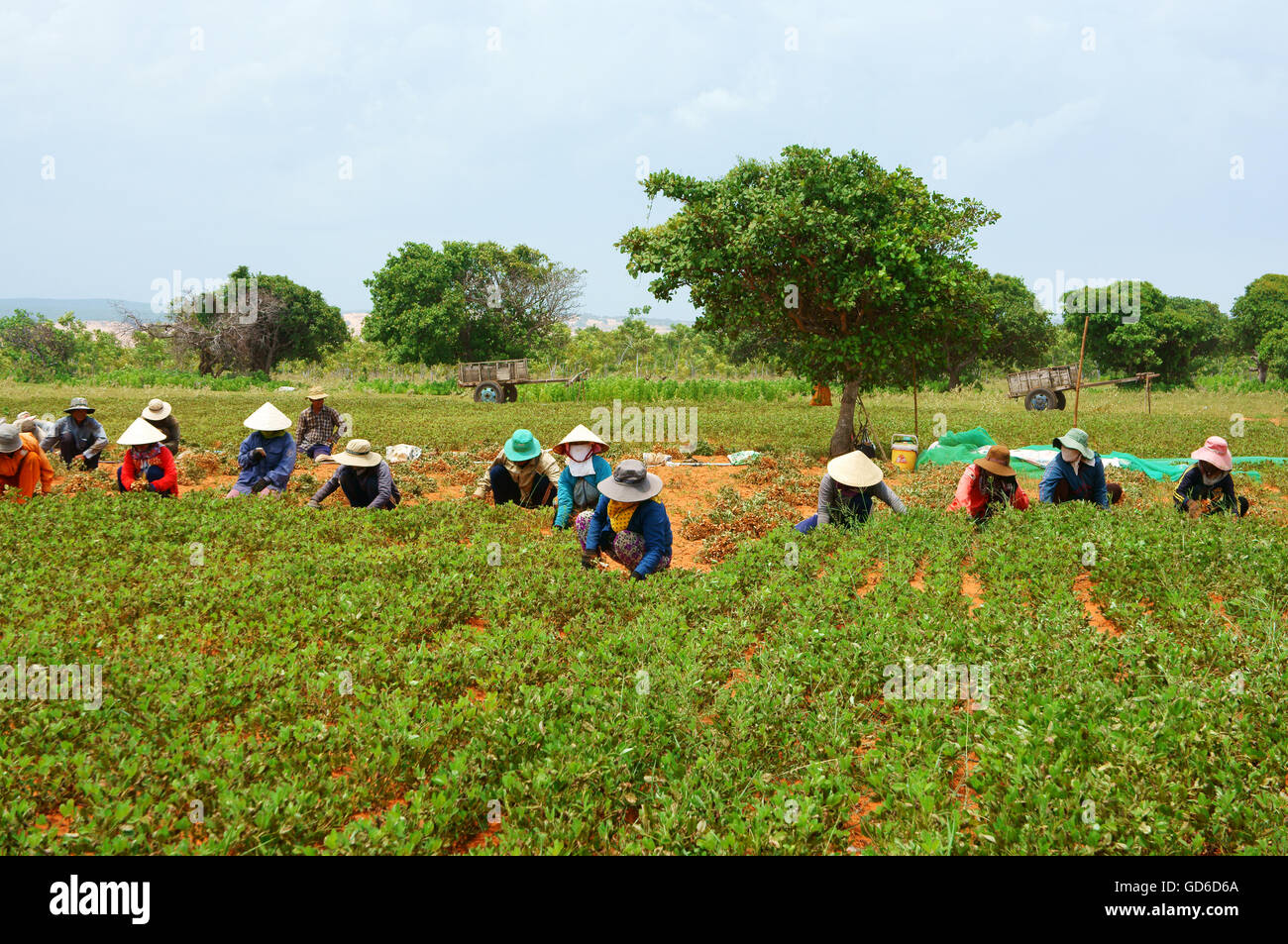 Group of Asia farmer working on agriculture plantation, Vietnamese ...