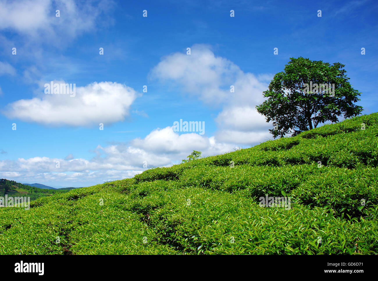 Tea hill in vietnam hi-res stock photography and images - Alamy