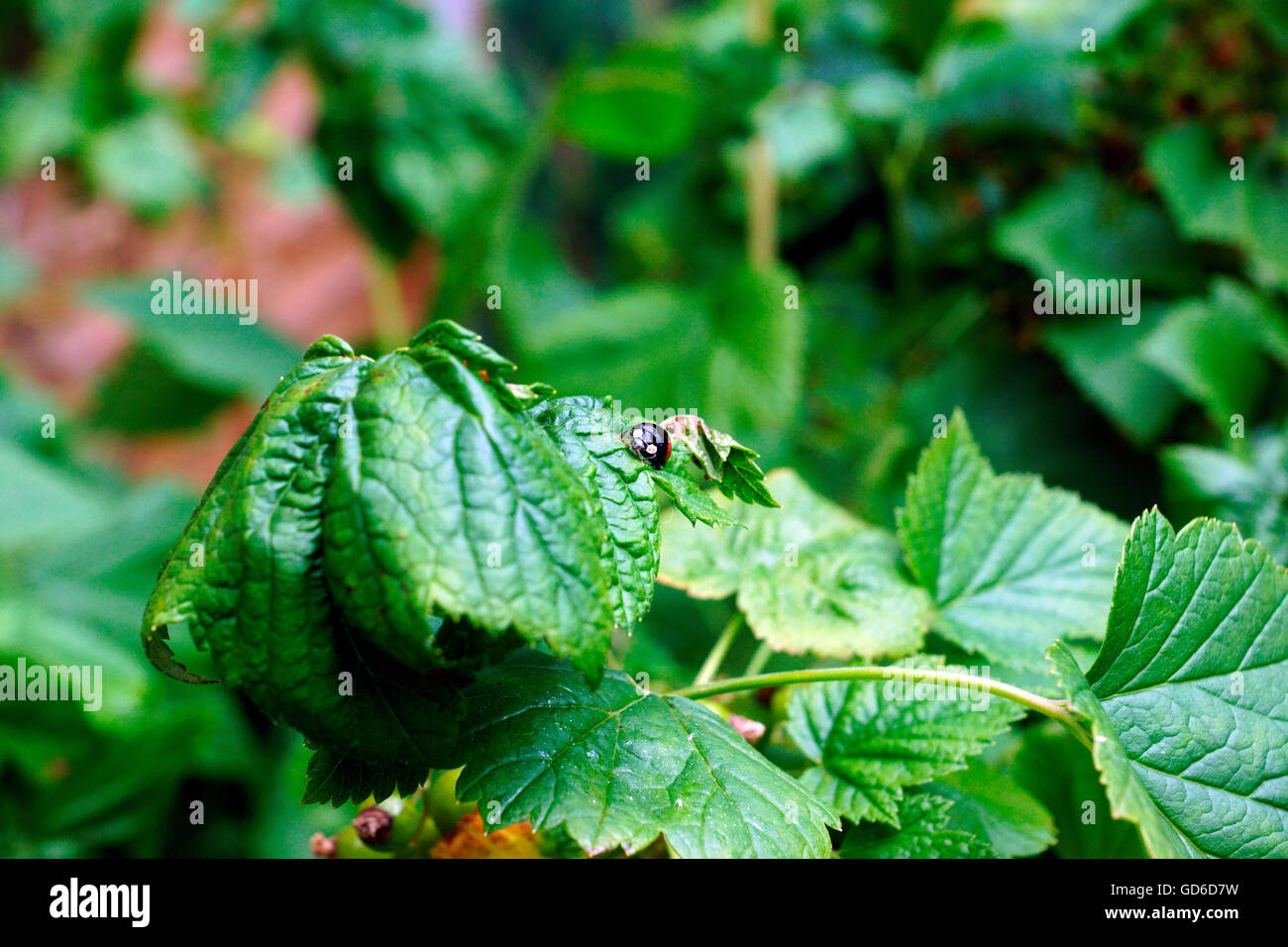 LADYBIRD (BLACK / RED SPOTS) ON BLACK CURRANT LEAF Stock Photo - Alamy