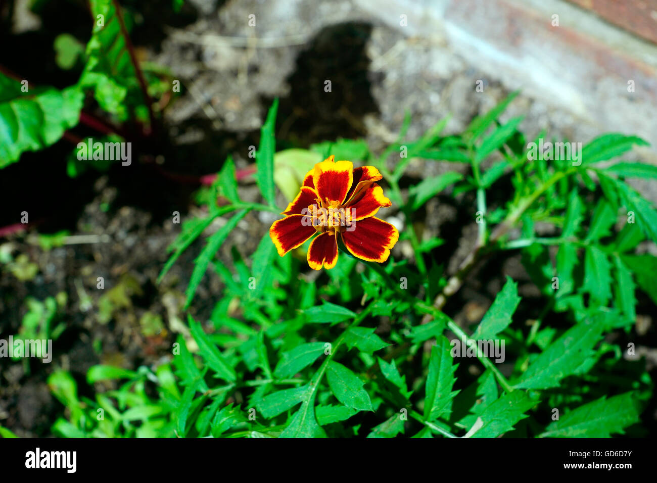 SINGLE MARIGOLD IN THE SUN Stock Photo - Alamy