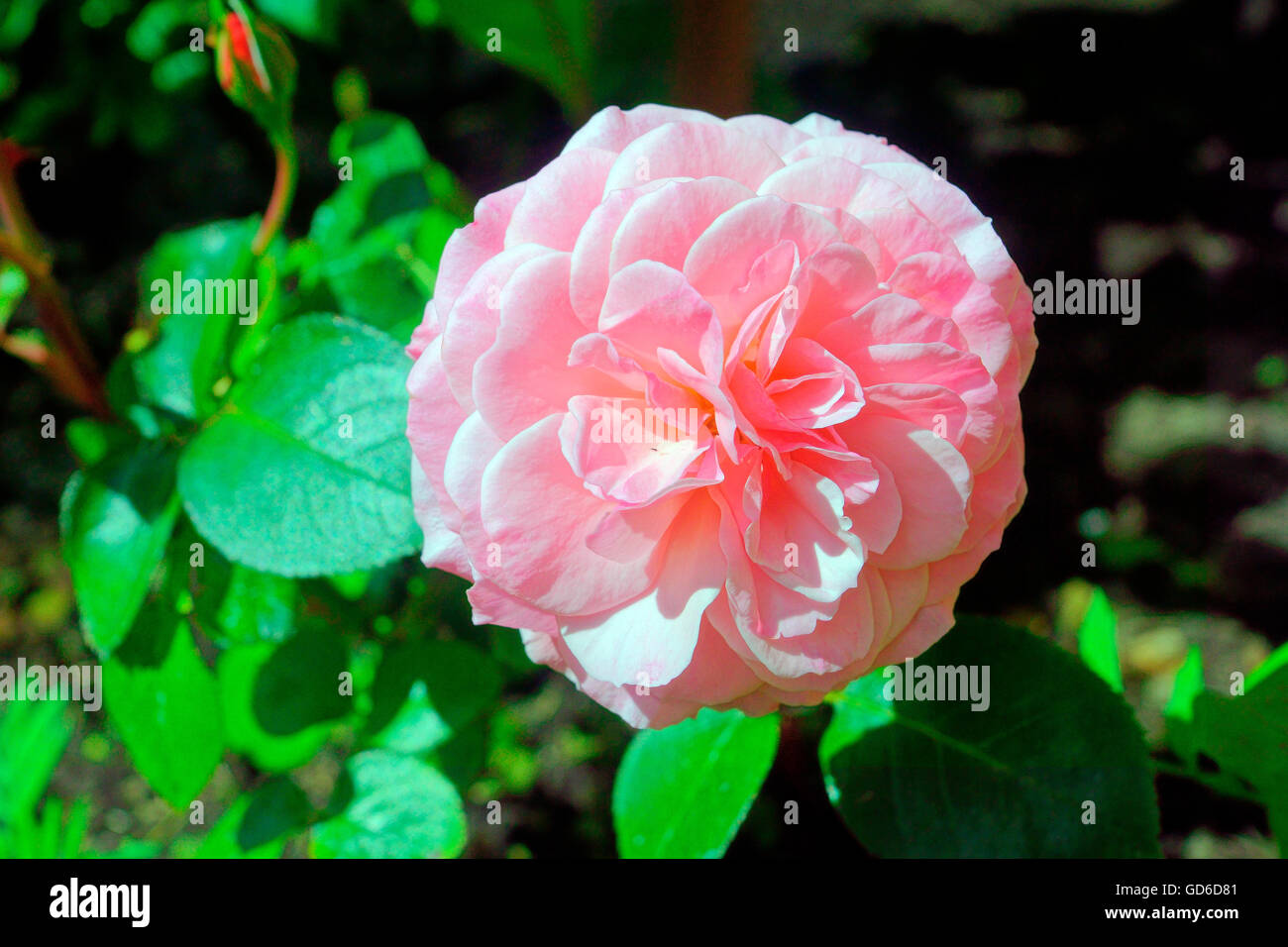 BEAUTIFUL PINK ROSE IN FULL BLOOM Stock Photo - Alamy