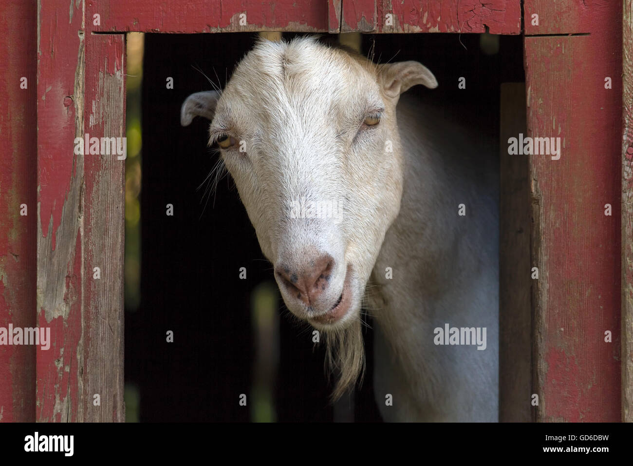 Goat inside the red barn at a farm Stock Photo - Alamy
