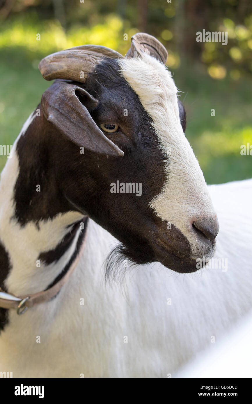 African Man With Goat Head