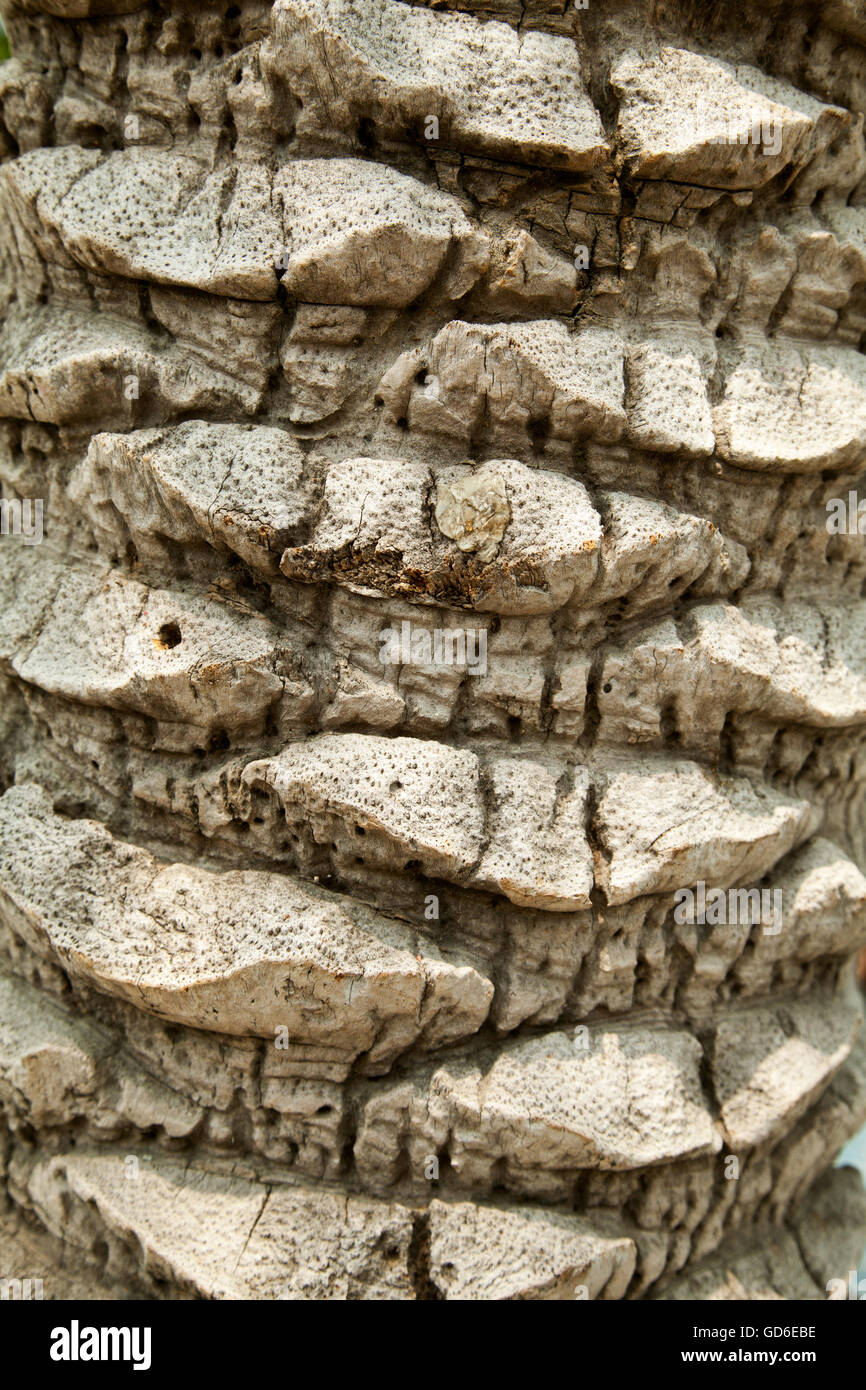 Palm tree bark texture wood hi-res stock photography and images - Alamy Palm tree bark texture wood hi-res stock photography and images - Alamy