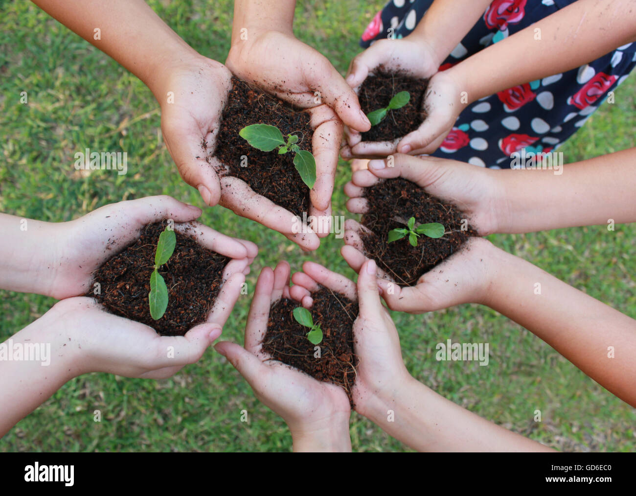 Hands holding sapling in soil surface over green grass background Stock ...