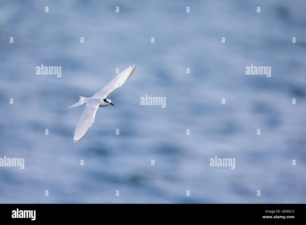 Bird back wings hi-res stock photography and images - Alamy