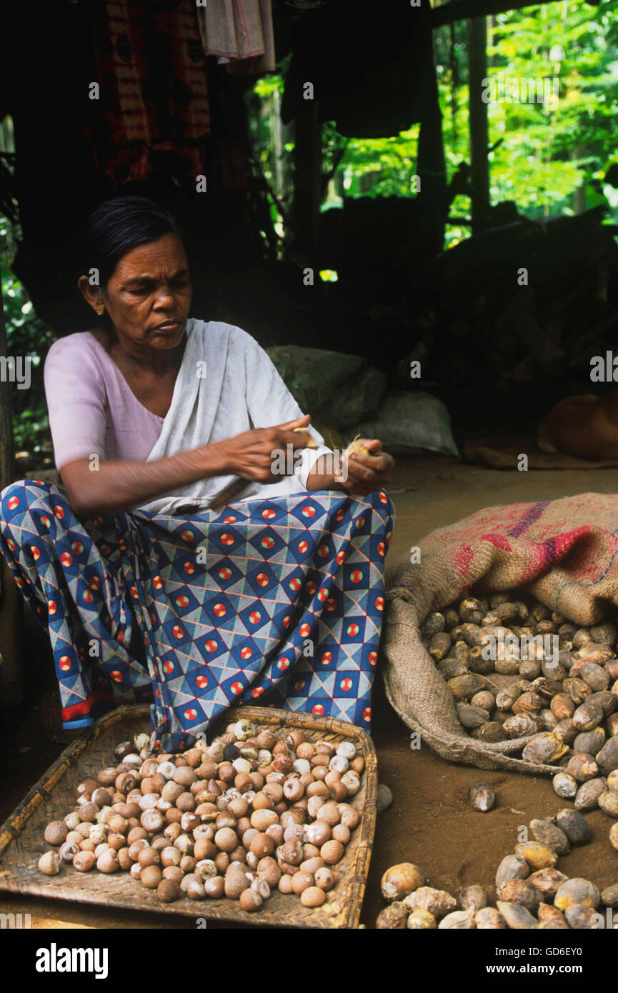 Areca nut hi-res stock photography and images - Alamy