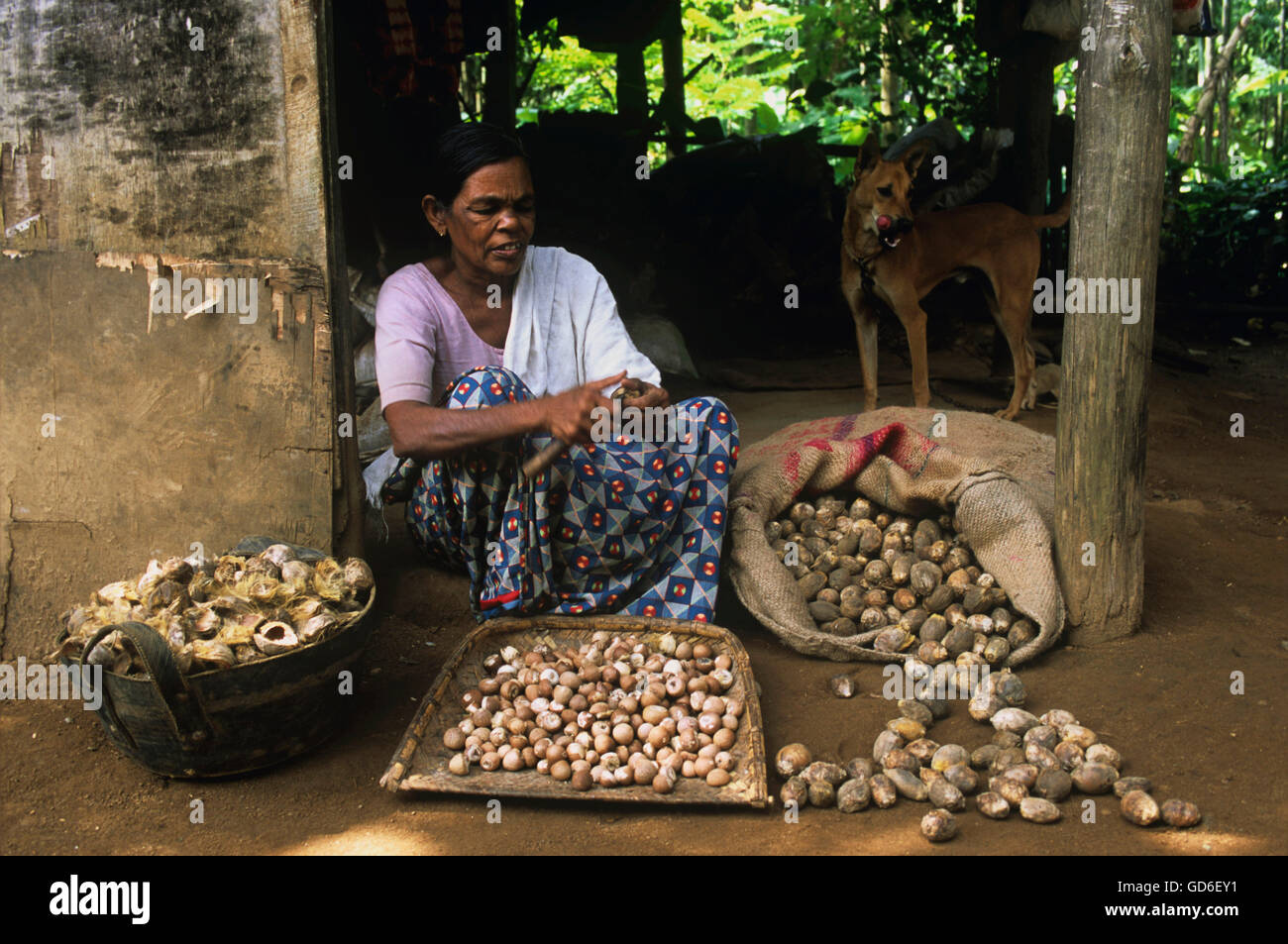 Areca nut hi-res stock photography and images - Alamy