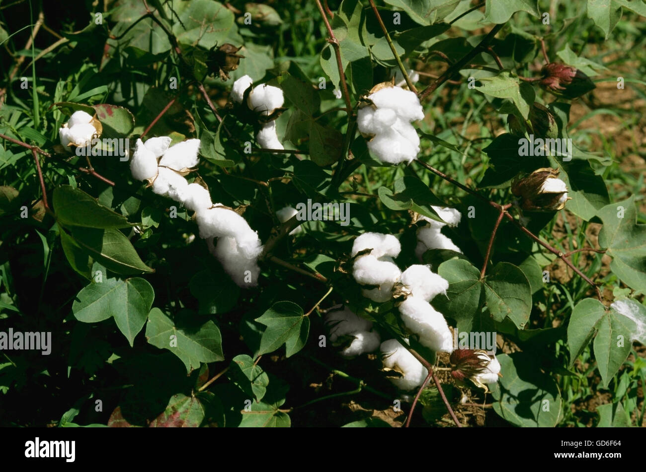 Cotton plantations hi-res stock photography and images - Alamy