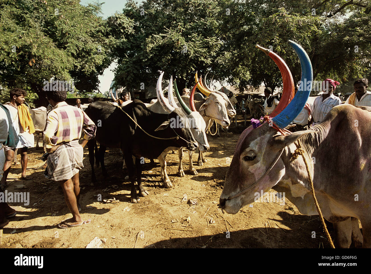 Cattle shandy hi-res stock photography and images - Alamy