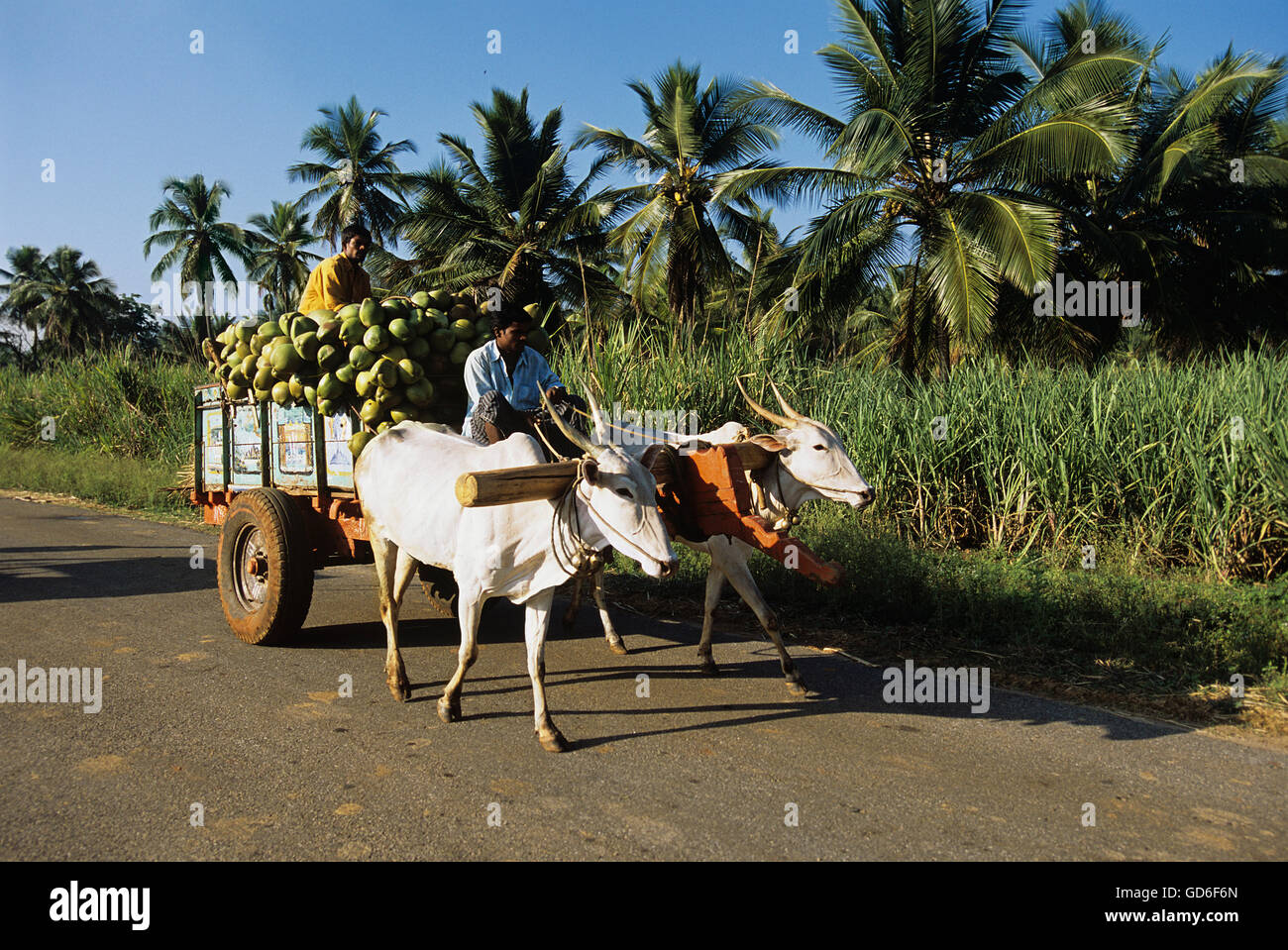 Bullock cart hi-res stock photography and images - Alamy