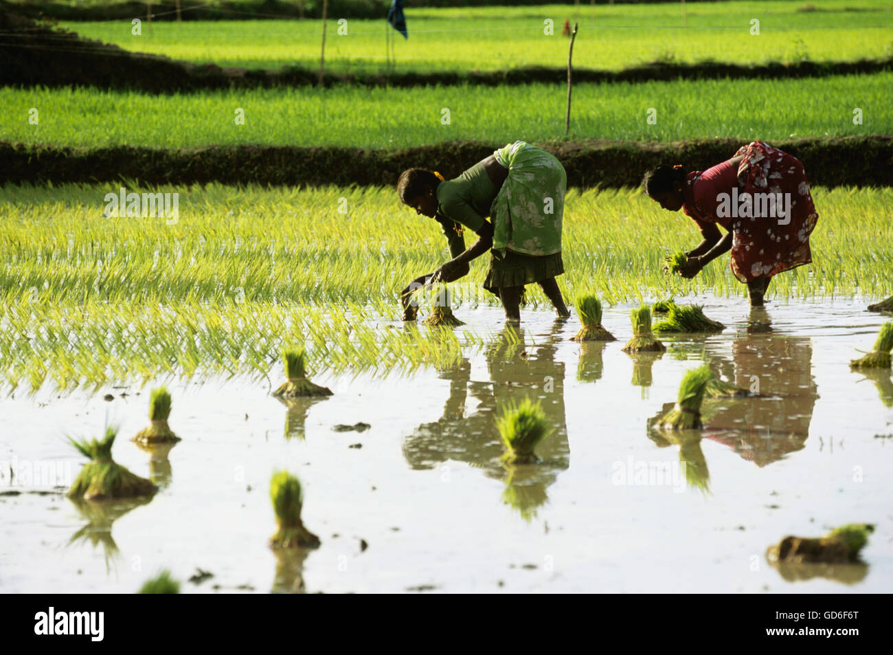 Rice transplantation hi-res stock photography and images - Alamy