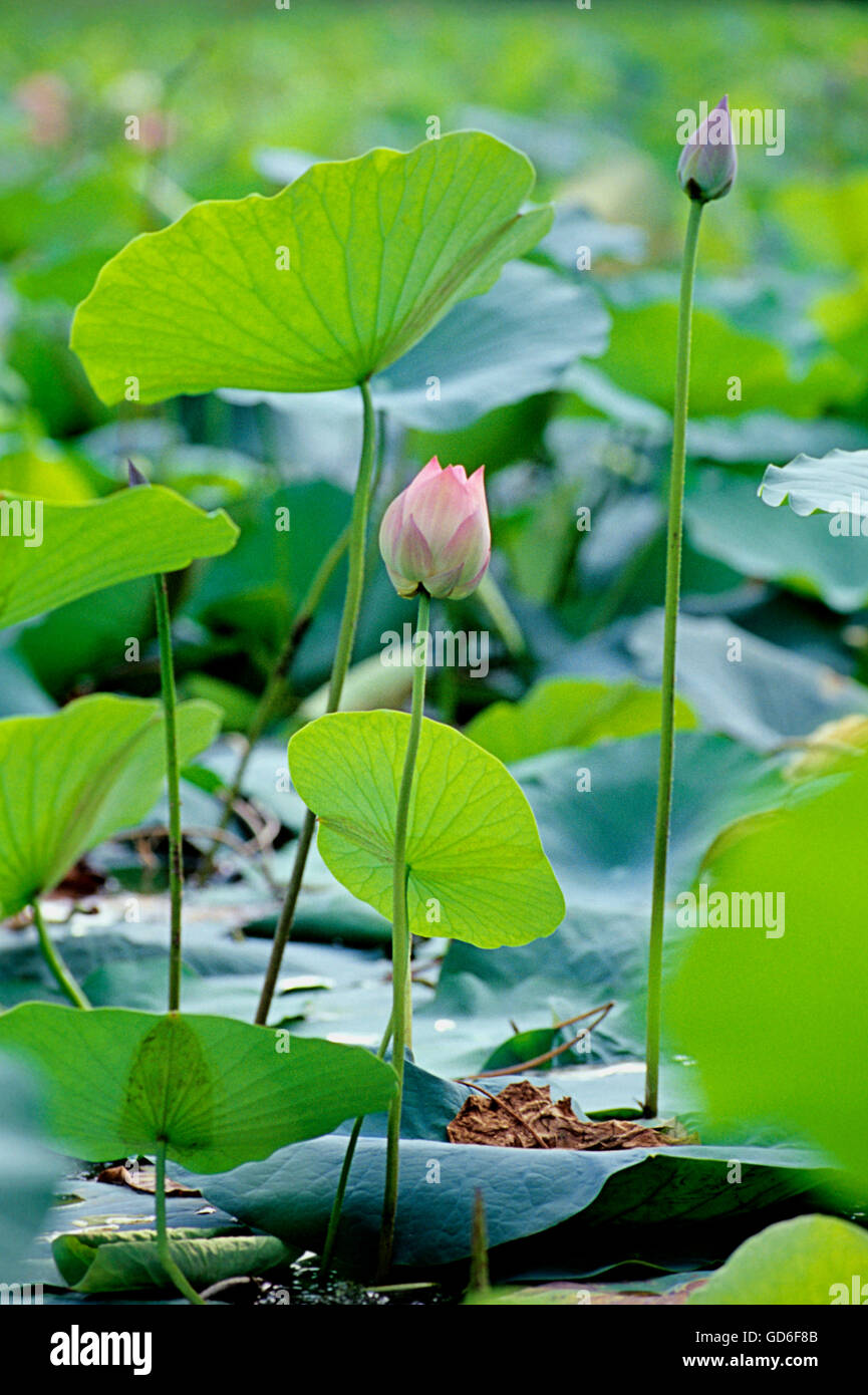 Pink lotus the national flower of india hi-res stock photography and ...