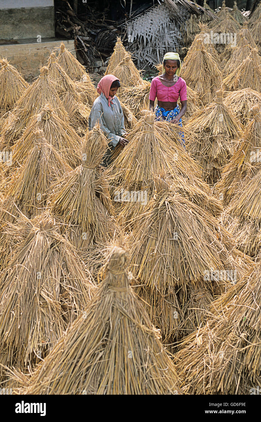Harvesting rice crop hi-res stock photography and images - Alamy