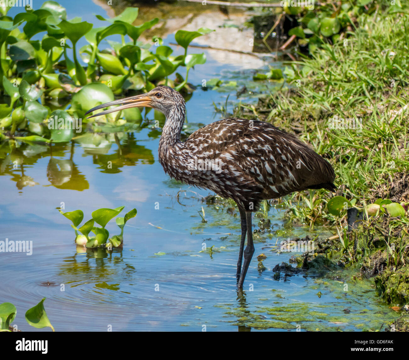 Florida state species of special concern hi-res stock photography and ...