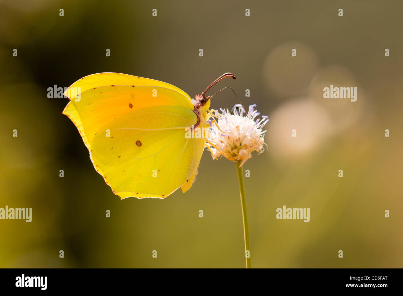 Gonepteryx rhamni (known as the common brimstone or in the past as ...