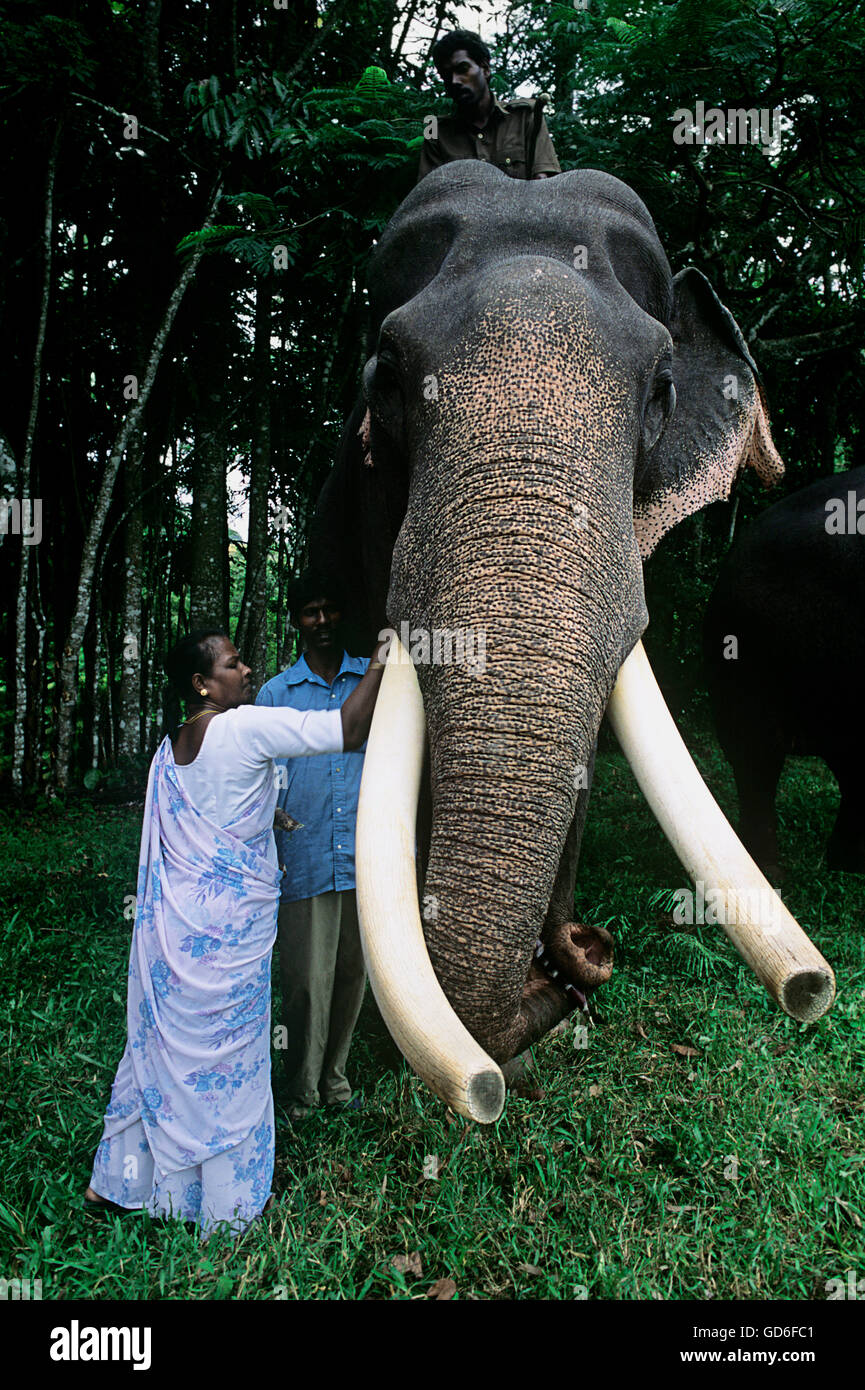 Elephant Day celebration Stock Photo - Alamy