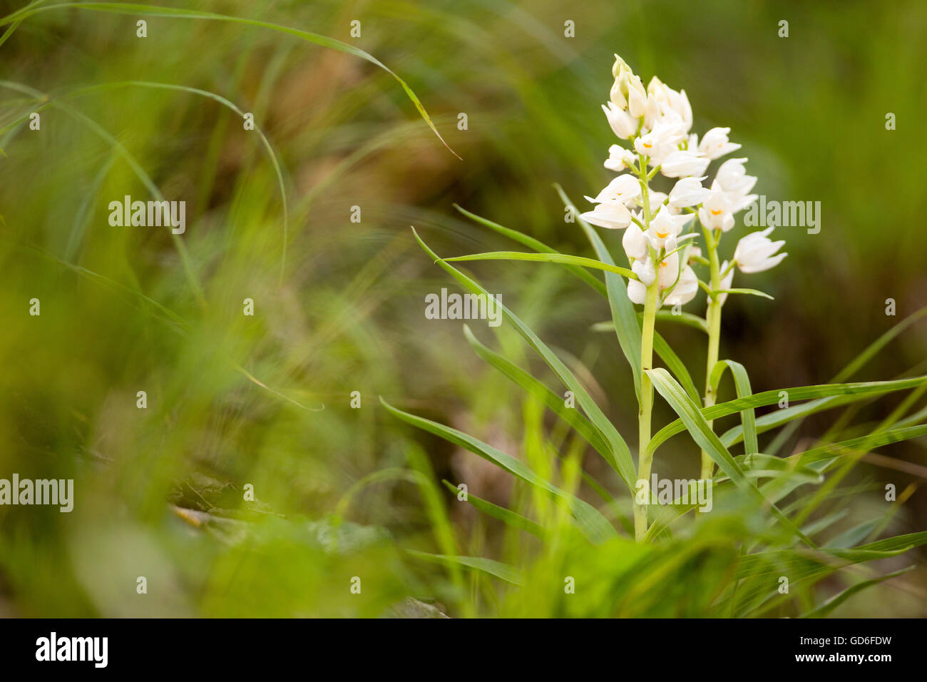 Sword Leaved Helleborine Cephalanthera Longifolia High Resolution Stock Photography and Images ...