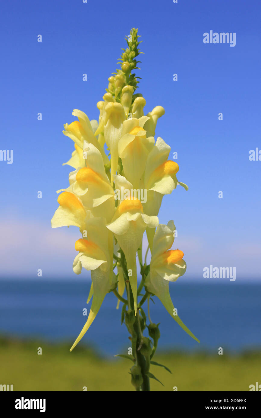 Common Toadflax Linaria vulgaris Stock Photo - Alamy