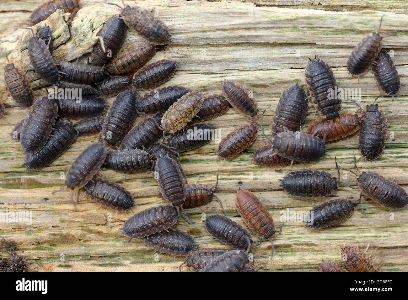 Terrestrial isopod crustacean High Resolution Stock Photography and ...