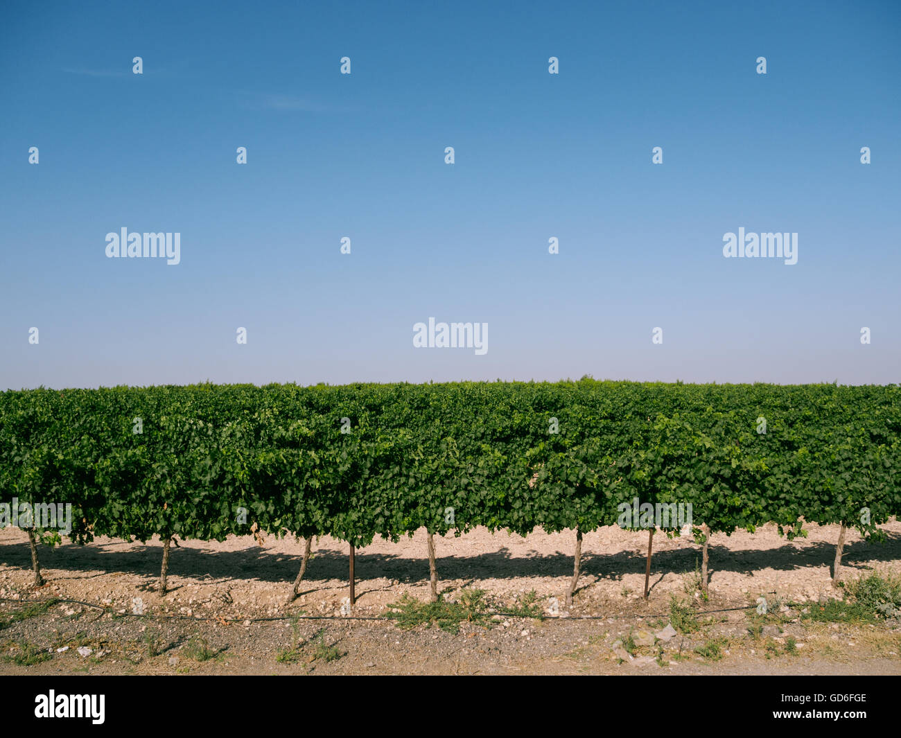 Grape vines in a vineyard Photographed in Israel Stock Photo - Alamy