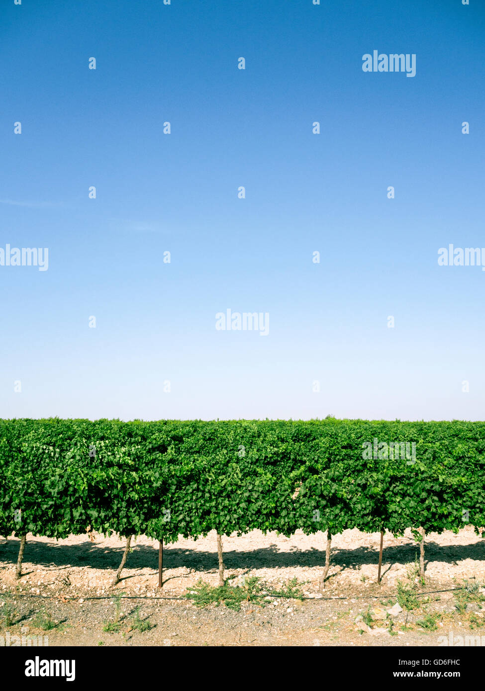 Israel landscape vines hi-res stock photography and images - Alamy