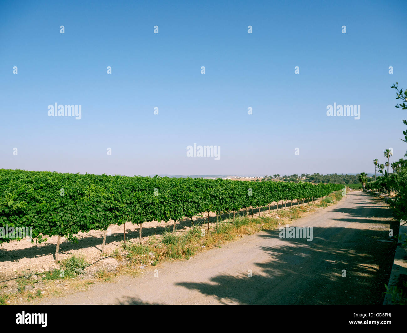 Grape vines in a vineyard Photographed in Israel Stock Photo - Alamy