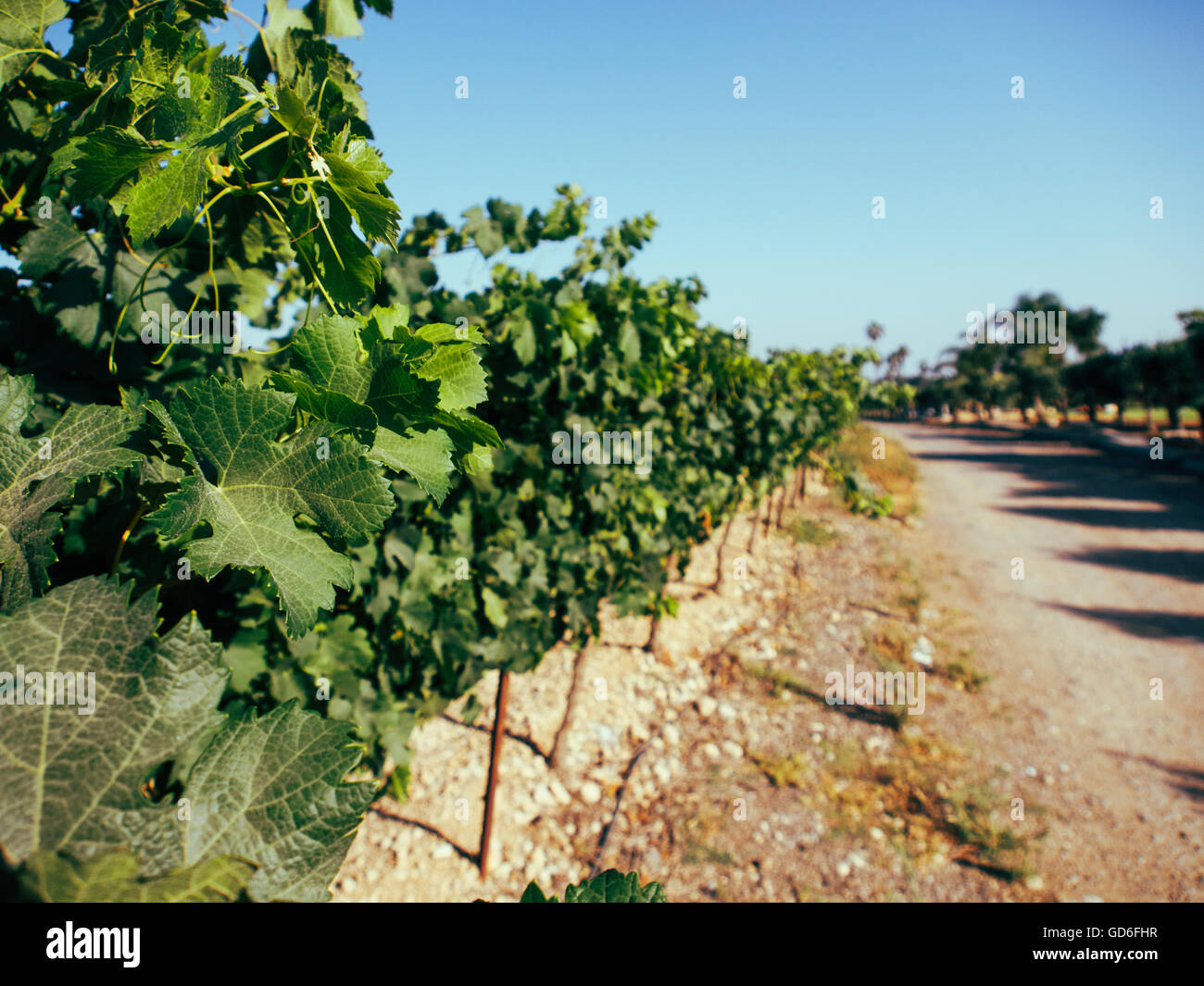 Grape vines in a vineyard Photographed in Israel Stock Photo - Alamy