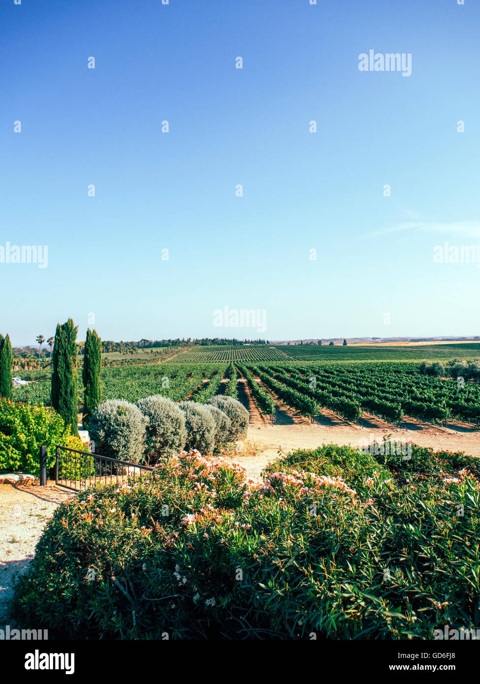 Grape vines and Olive Trees in a vineyard Photographed in Israel Stock ...