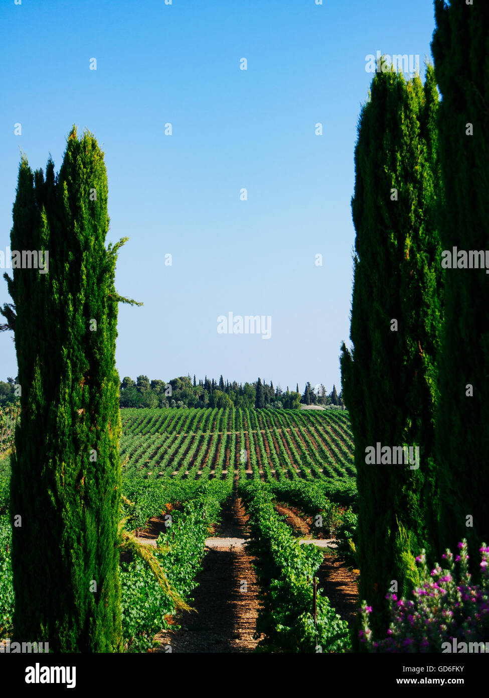 Grape vines in a vineyard Photographed in Israel Stock Photo - Alamy