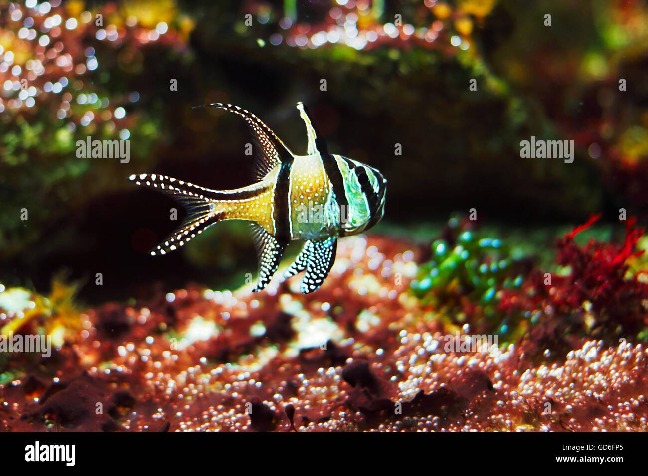 Zebra fish hi-res stock photography and images - Alamy