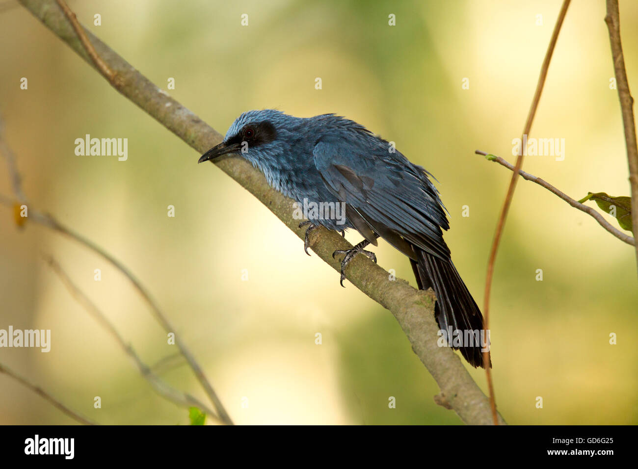 Melanotis caerulescens hi-res stock photography and images - Alamy