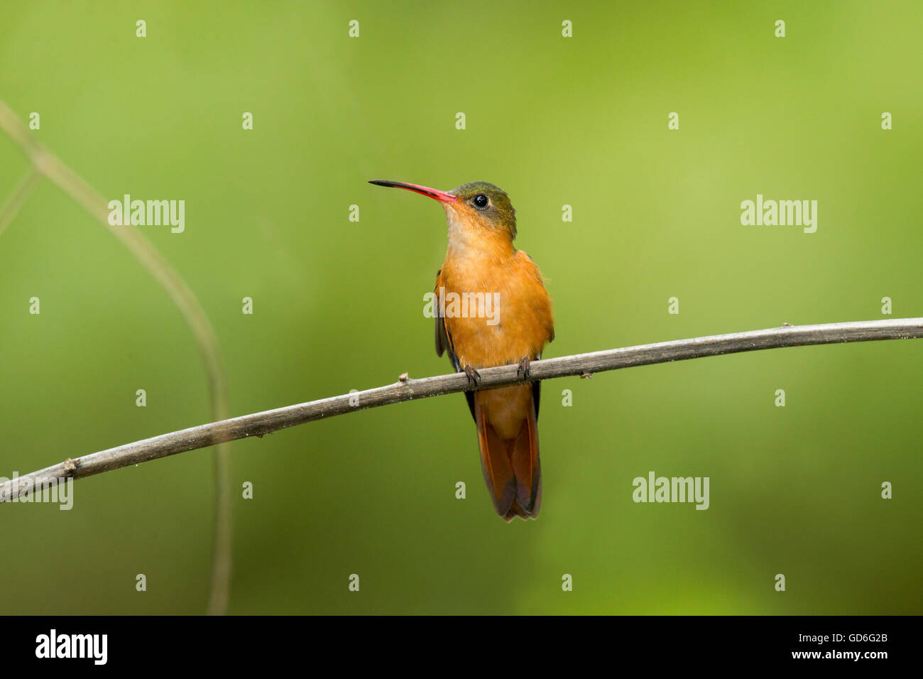 Cinnamon Hummingbird Amazilia rutila La Bajada, Nayarit, Mexico 8 June ...