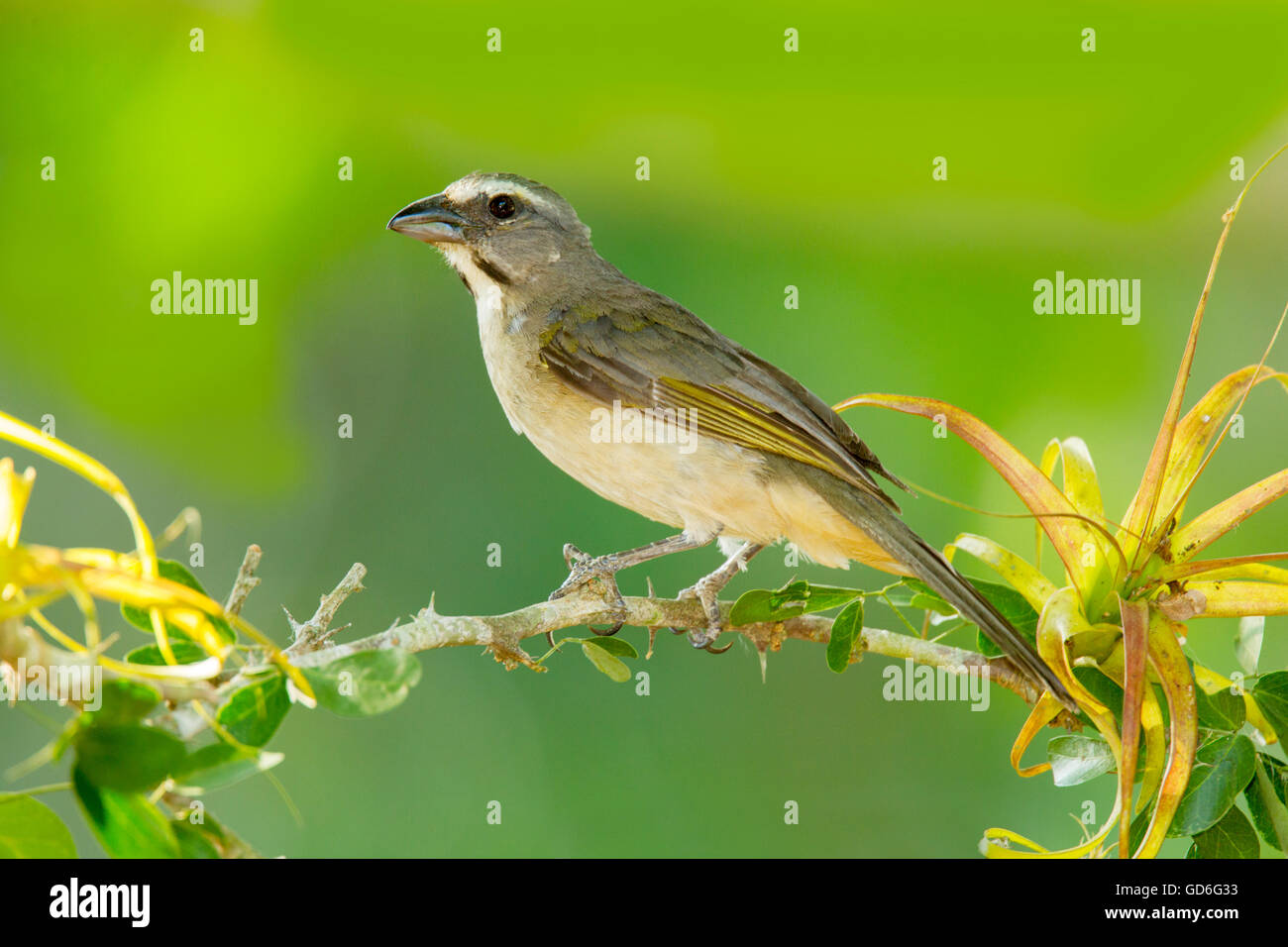 Greyish saltator hi-res stock photography and images - Alamy