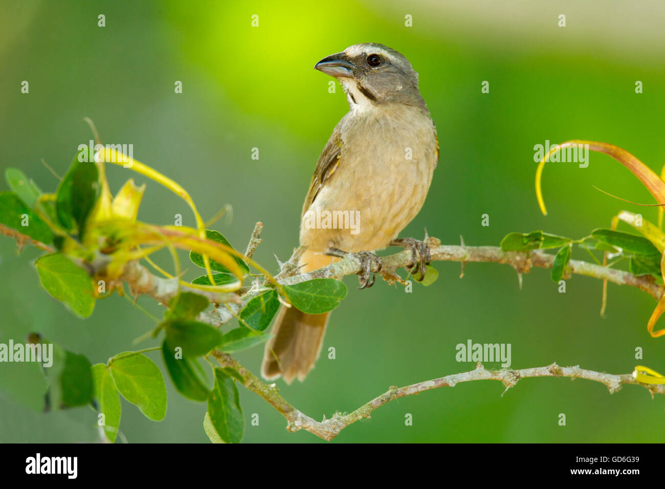 Grayish Saltator Saltator coerulescens El Tuito, Jalisco, Mexico 9 June ...