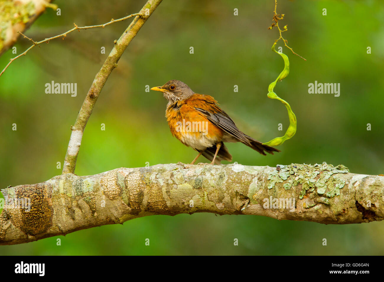 Adult robin feathers hi-res stock photography and images - Alamy