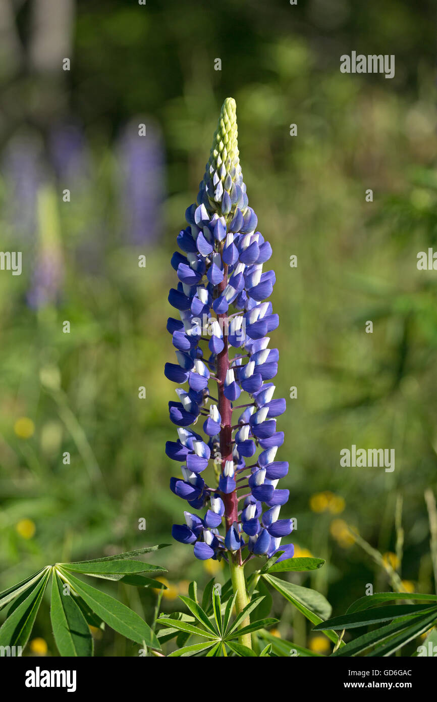 Blue stalk hi-res stock photography and images - Alamy