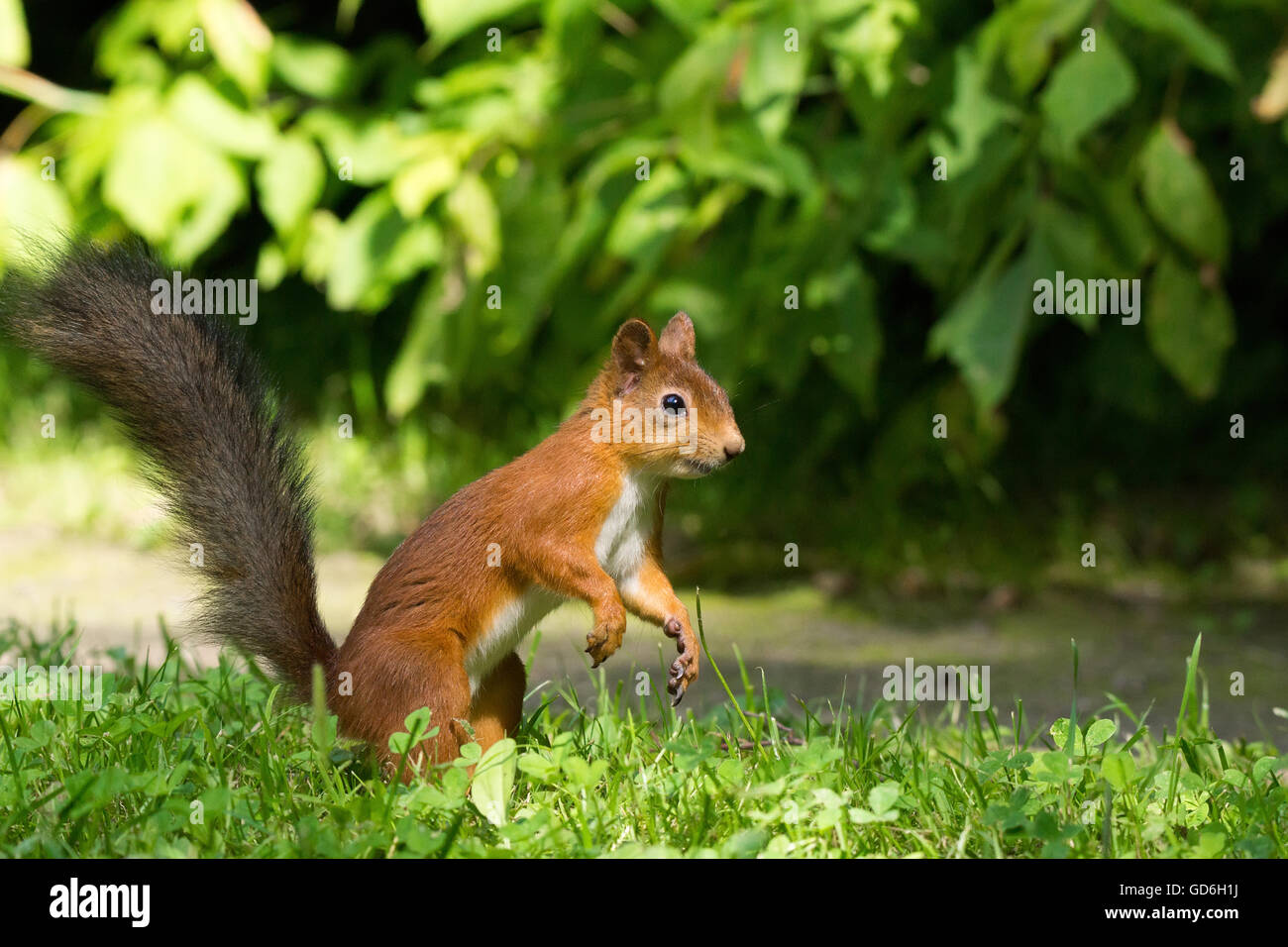 the photograph shows a squirrel on a tree Stock Photo - Alamy