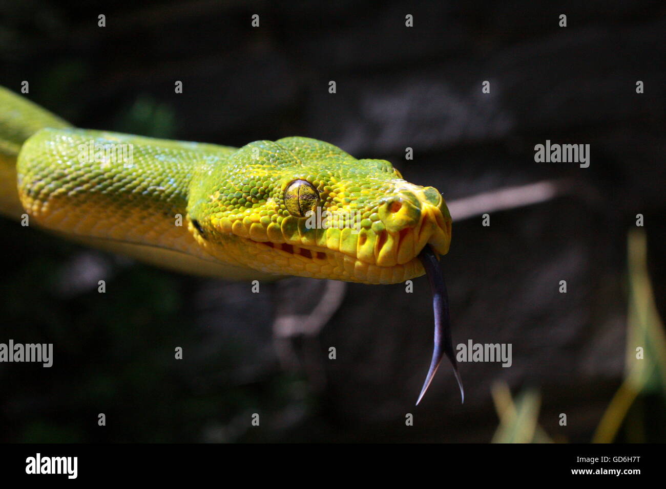 Green tree python Stock Photo - Alamy