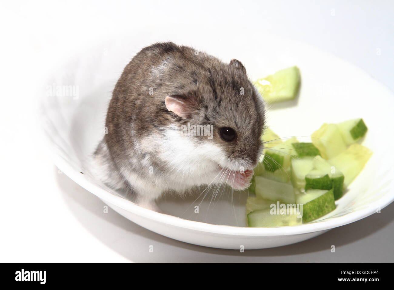 Hamster Eating cucumber Stock Photo - Alamy