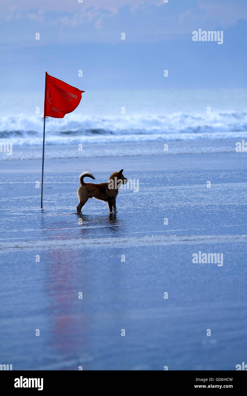 coast guard dog Stock Photo - Alamy