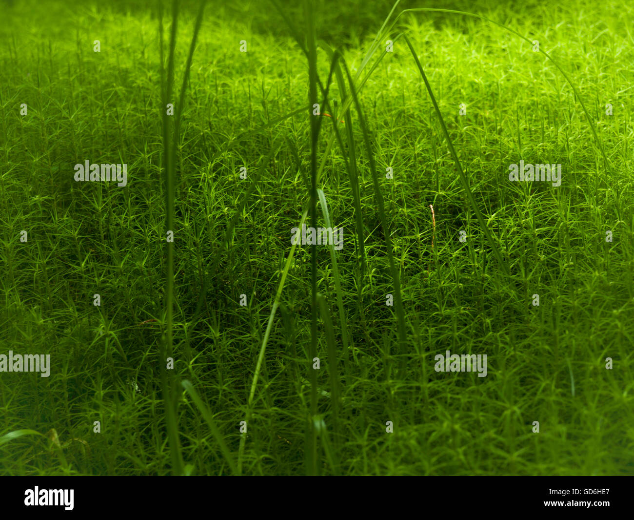 Fresh moss hi-res stock photography and images - Alamy
