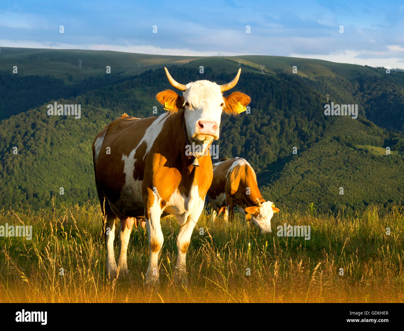 Cow milk production hi-res stock photography and images - Alamy