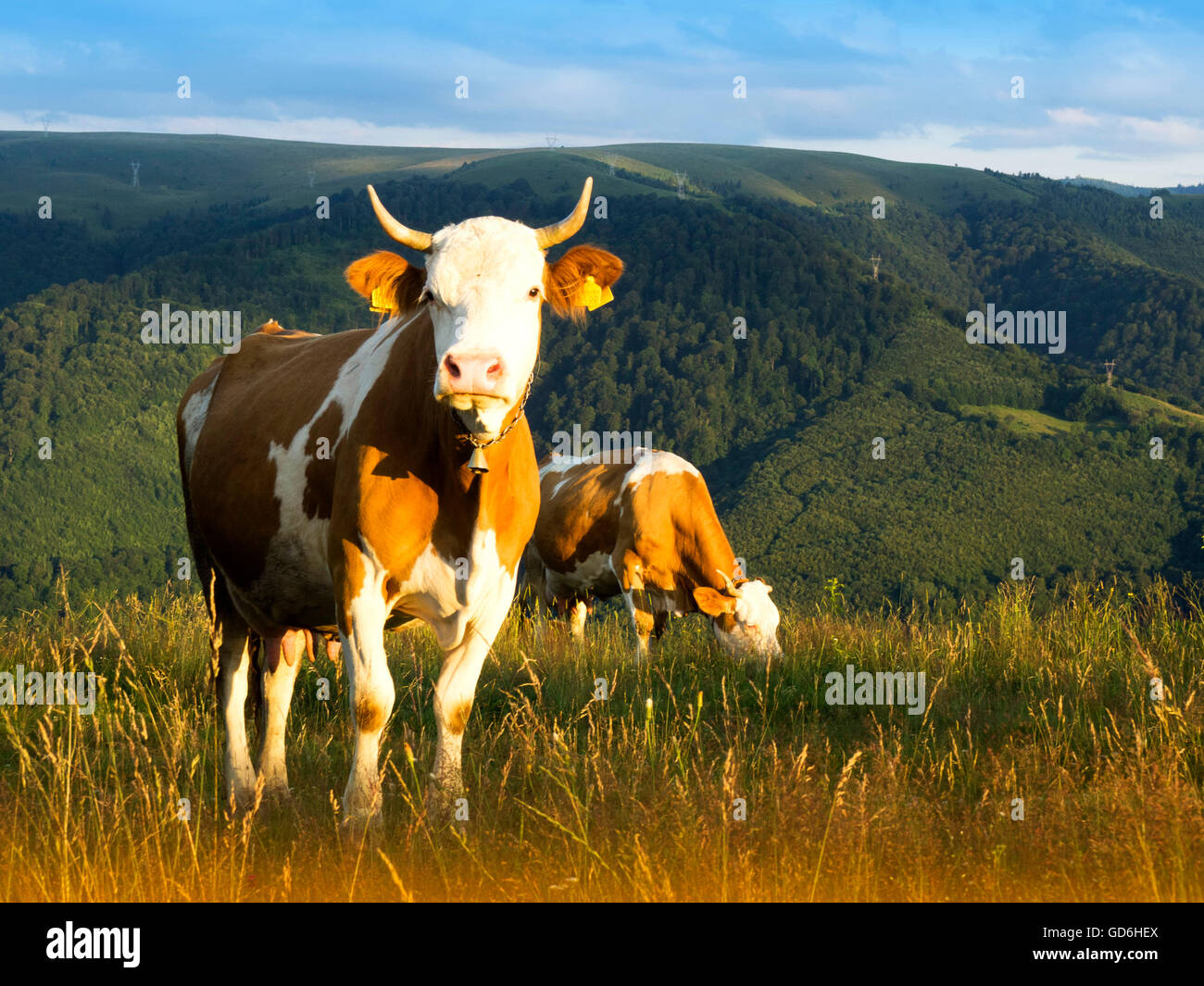 Cow milk production hi-res stock photography and images - Alamy